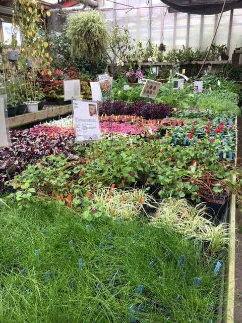 The Friends of Vander Veer Plant Sale | Quad Cities