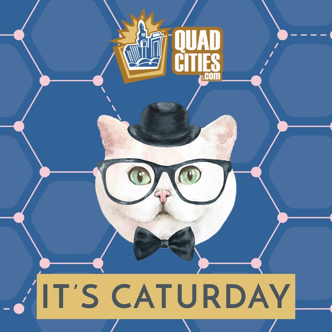 Hey All You Cool Cats And Kittens, It's Time To Celebrate Your Felines ...