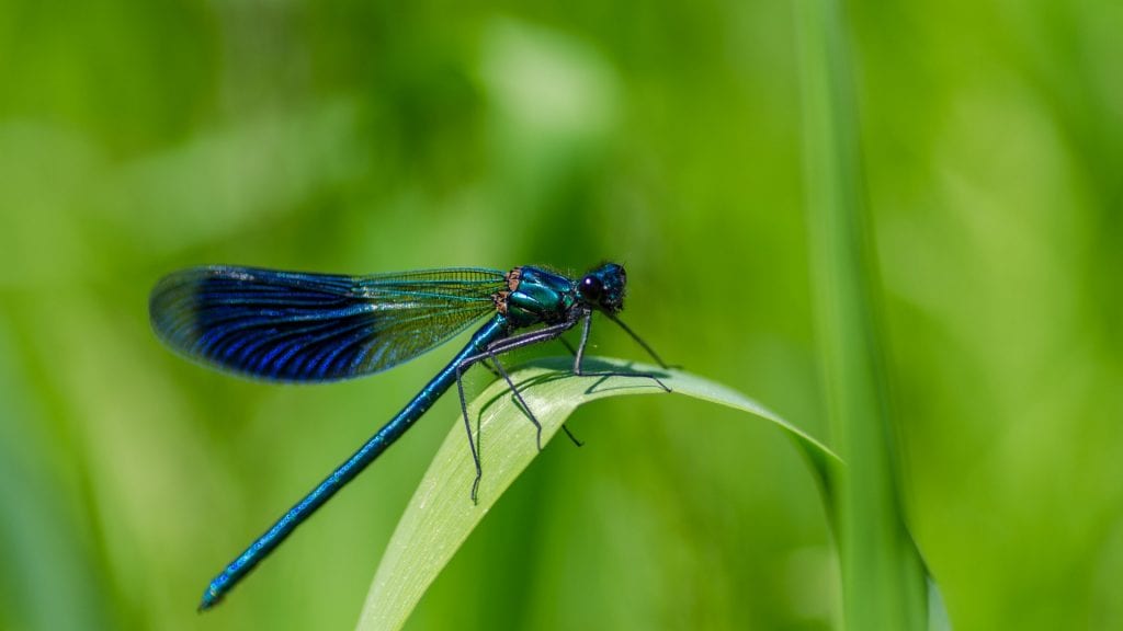Learn All About Prairie Insects at Nahant Marsh | Quad Cities ...