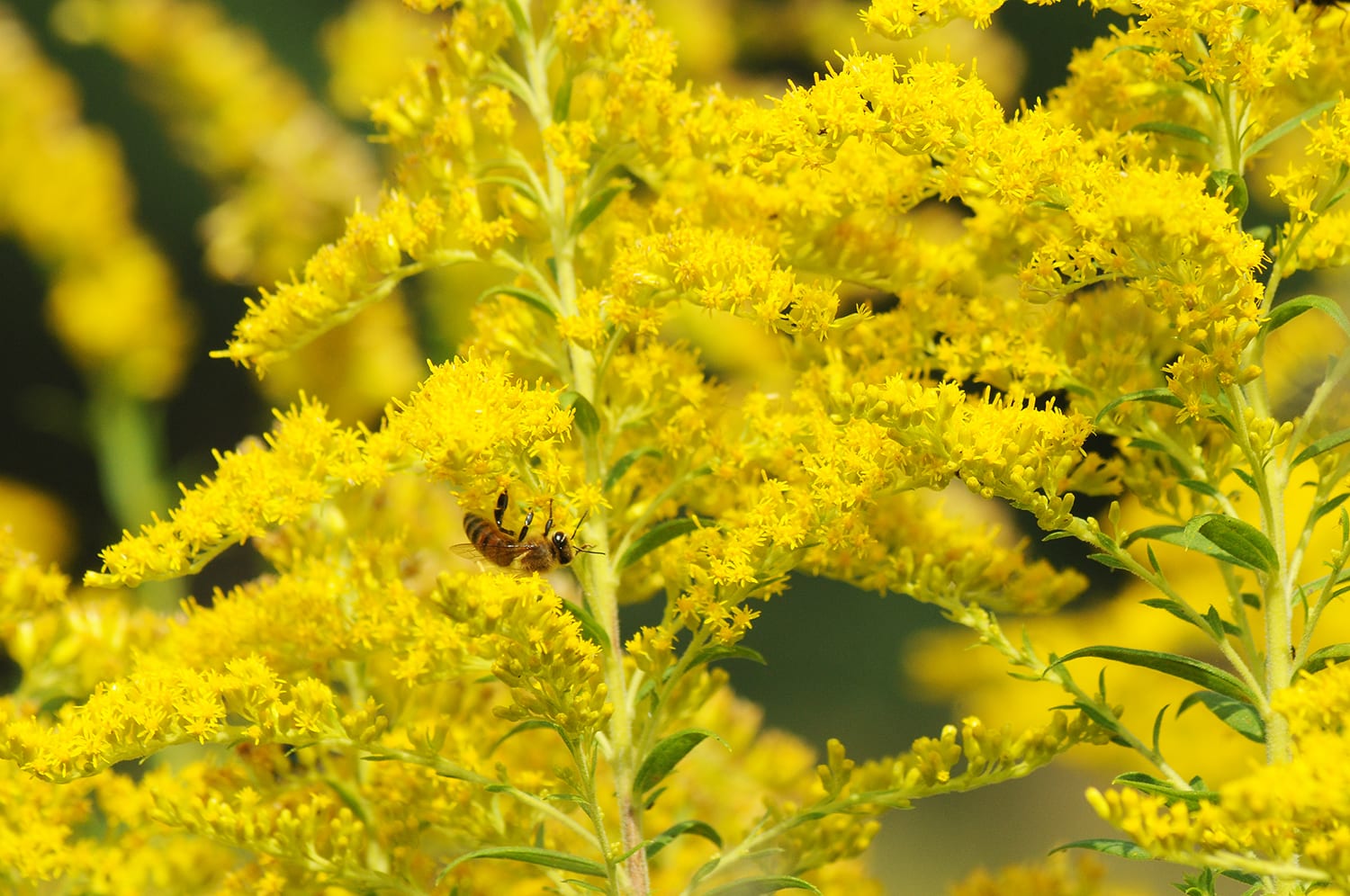Master's Degree Project by WIU Alumnus Attracts Endangered Bee Species ...