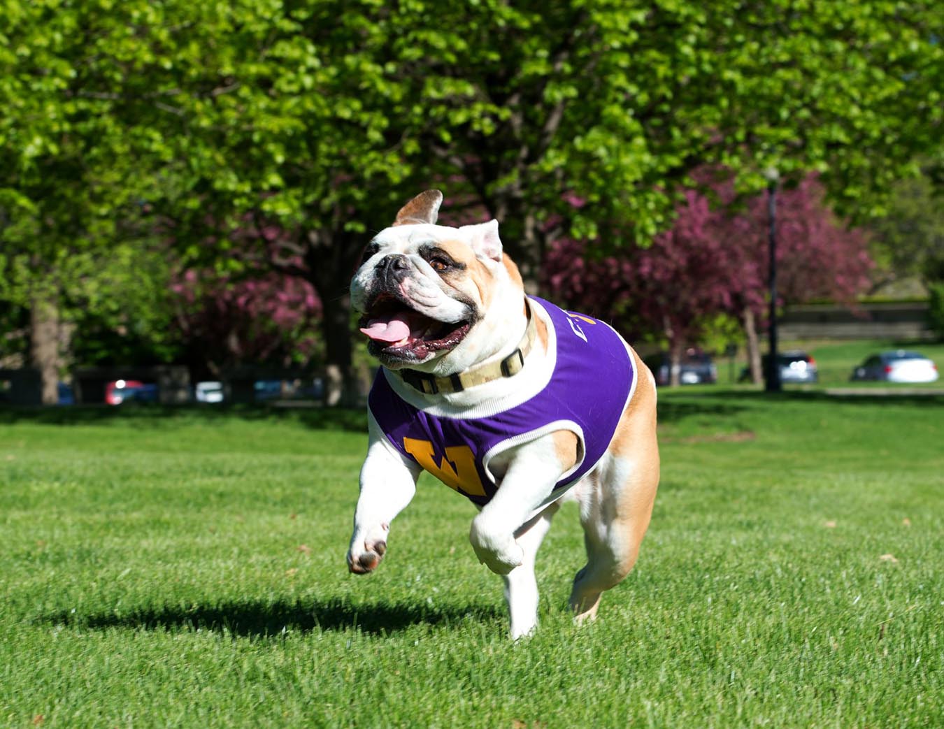 Western Illinois University Students Mourn Beloved Bulldog Mascot ...