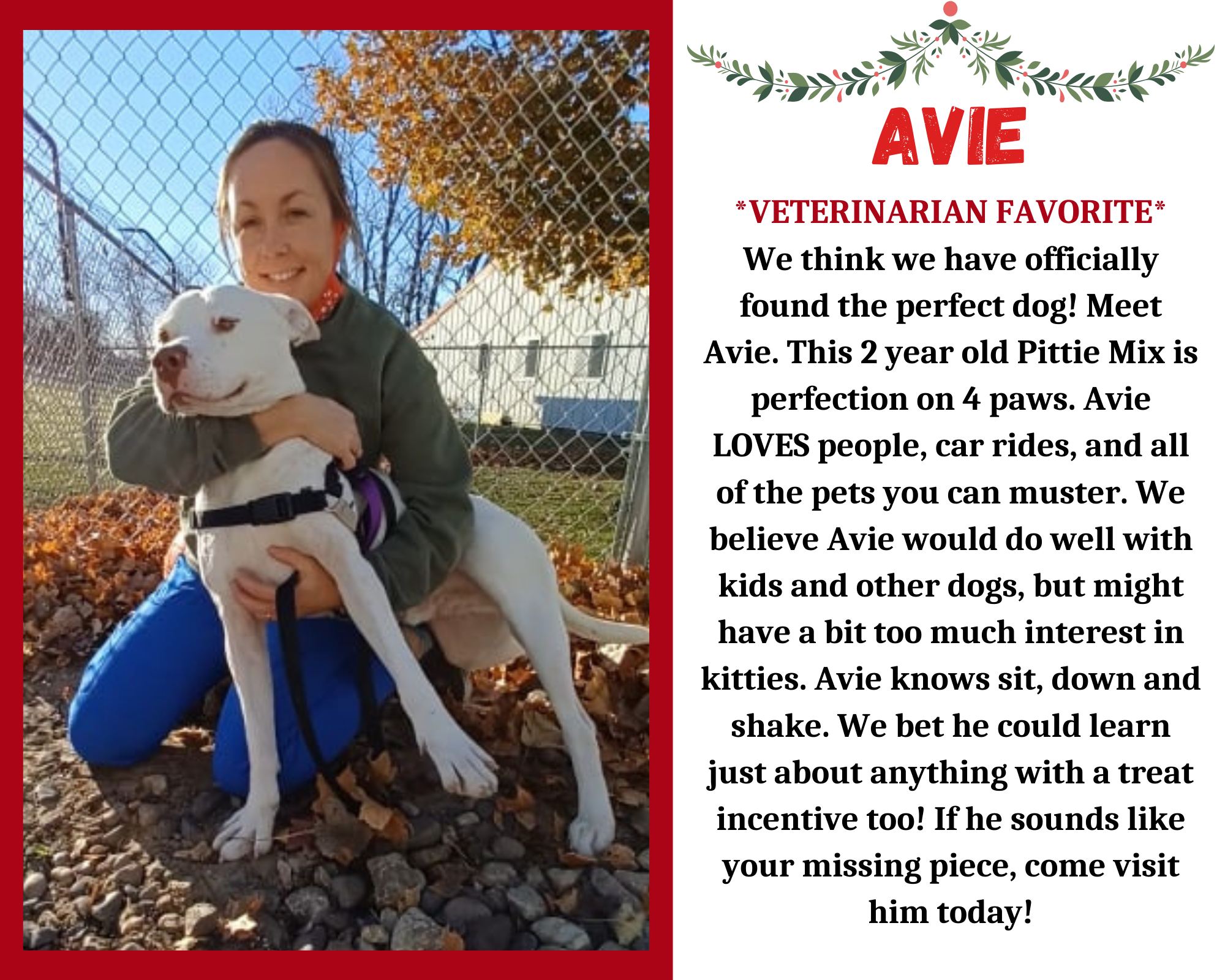 Meet Our Latest Pet Of The Week... Avie! | Quad CitiesQuadCities.com