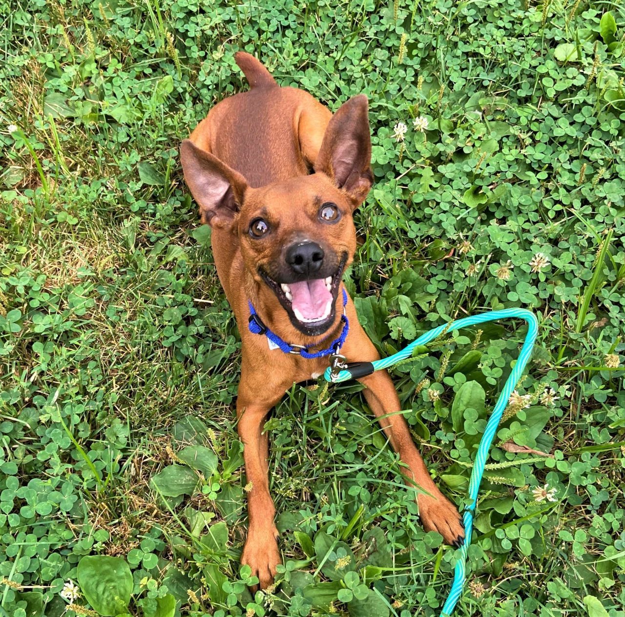 This Week's Illinois And Iowa Pet Of The Week Is... Frankie! | Quad ...