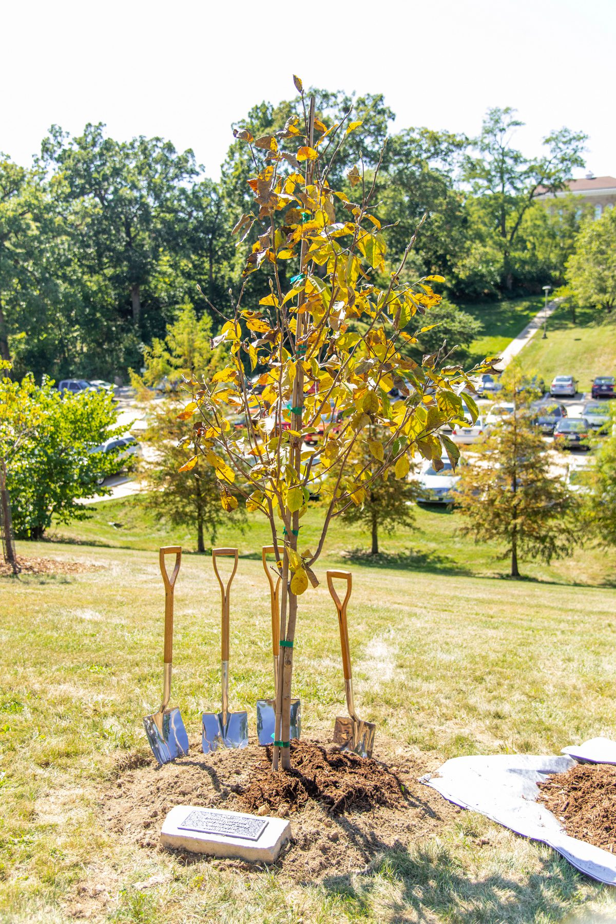 Western Illinois University Employee Memorial Tree Planting Set for ...