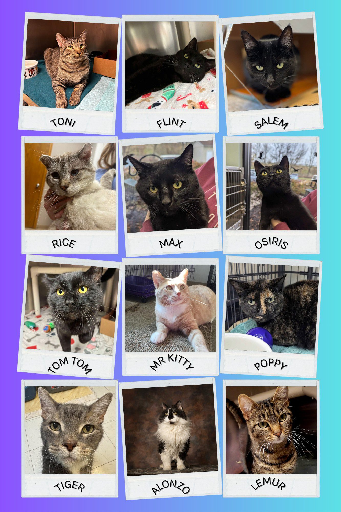 These Iowa And Illinois Pets Of The Week Are The Cats' Meow | Quad ...